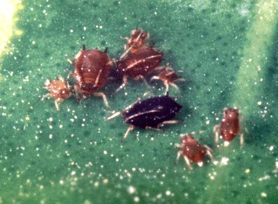 SAUNG SUMBERJAMBE: KUTU DAUN (APHID SP)