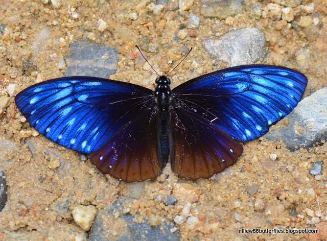 The Forested Path (and Beyond): BUTTERFLIES of RAUB: The Great Blue ...