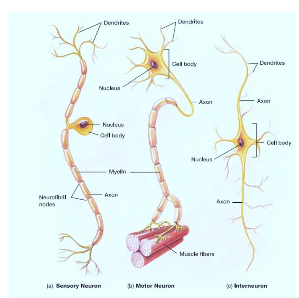 FUNCTIONAL UNITS OF THE NERVOUS SYSTEM And NEURON STRUCTURE - Natural ...