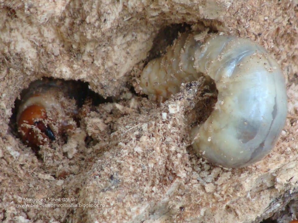 Beetles from Romania: Lucanus (Lucanus) cervus