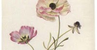The Monstrous Regiment of Women: Alida Withoos, Botanical Illustrator