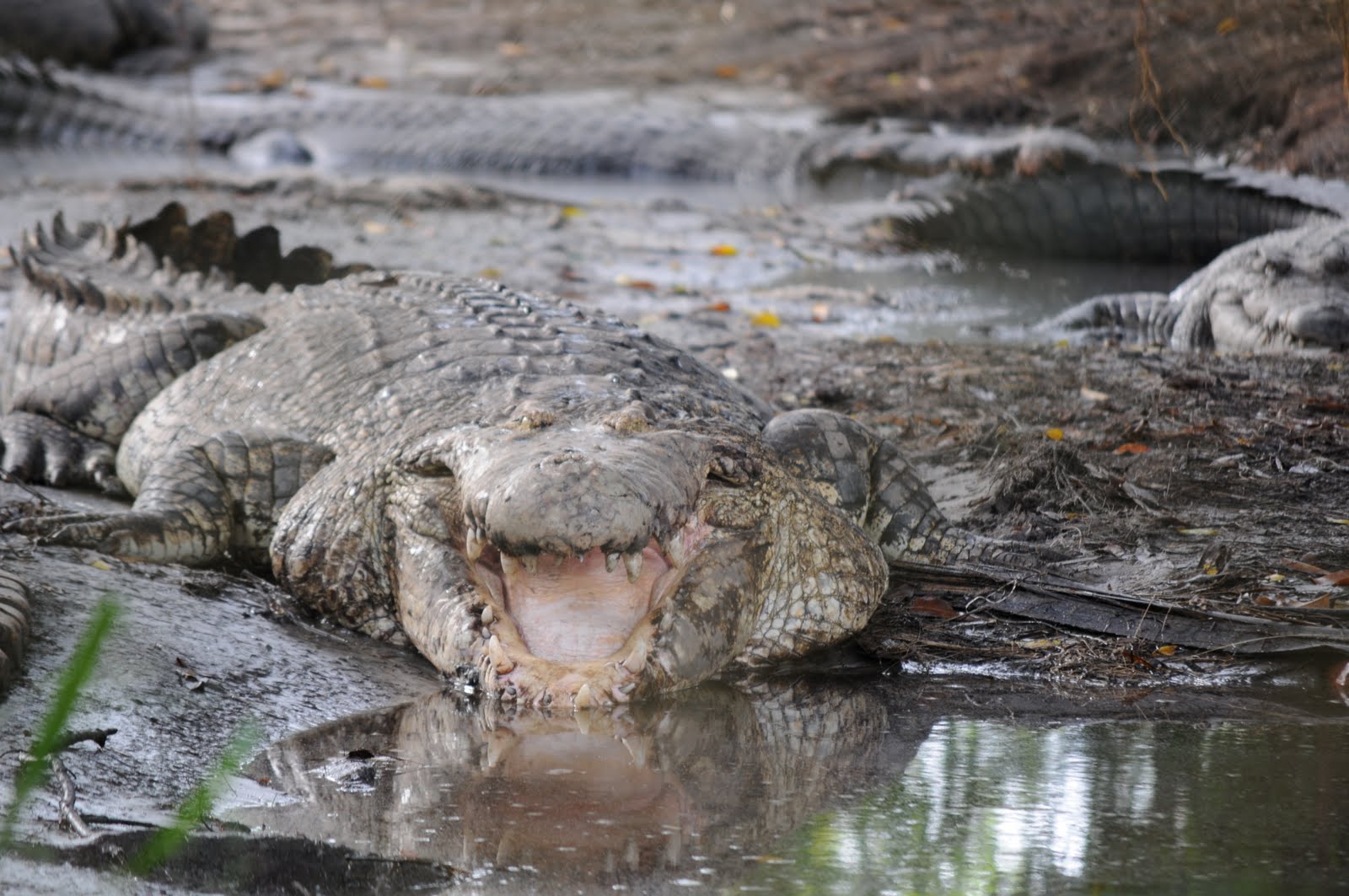 Crocodile Farm: CROCODILE FARM IN MIRI, SARAWAK