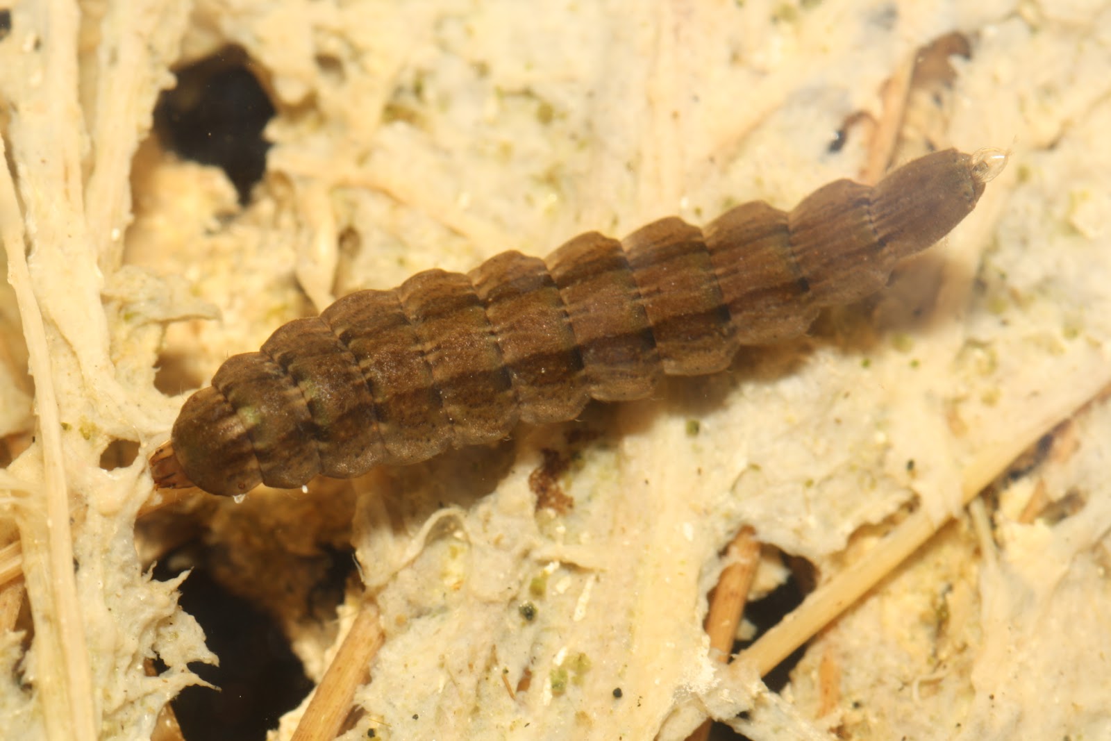 Salt marsh entomologist blog: The aquatics