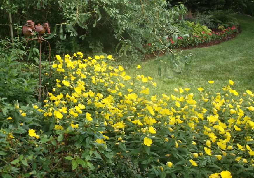 Future Plants by Randy Stewart: Sundrops and Evening Primrose
