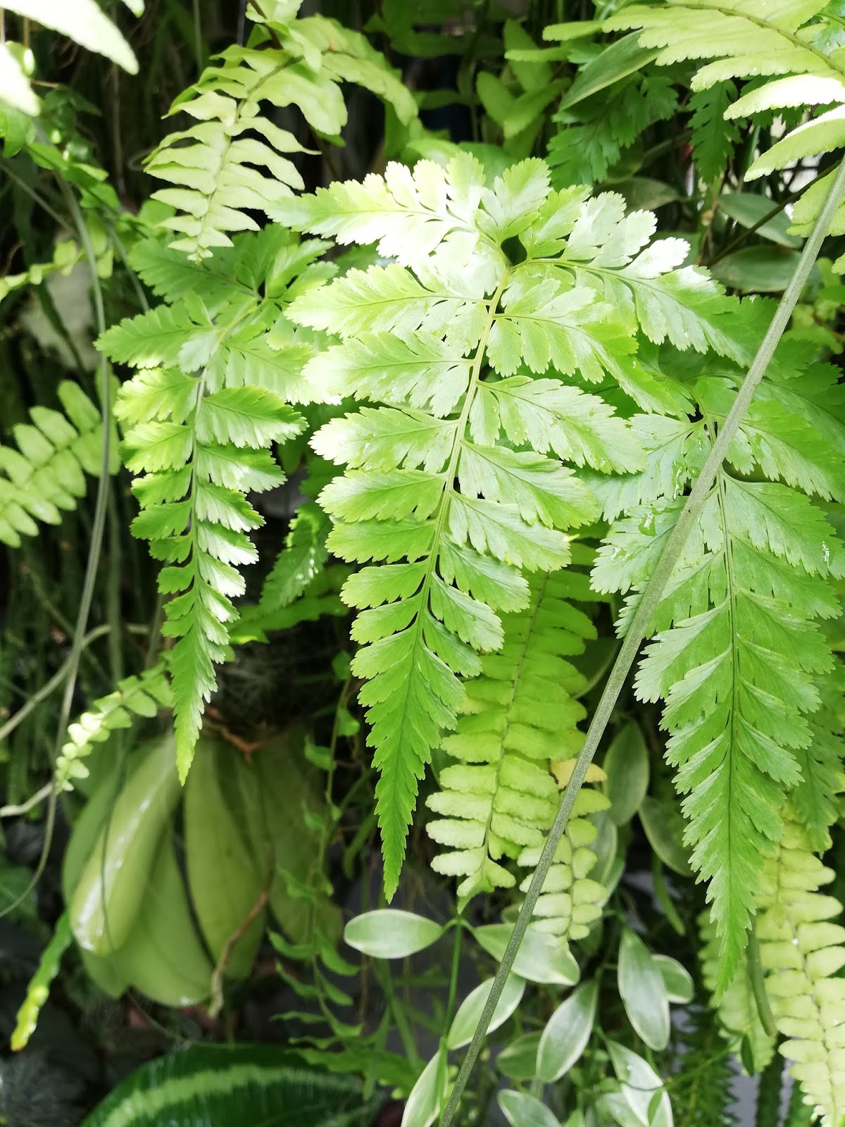 Garden Chronicles of James David: Different Types of Ferns & Allies