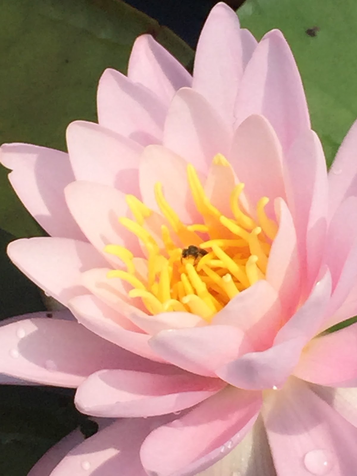 Kayaking Across Ohio: Lake Rupert: Damselflies' Playground