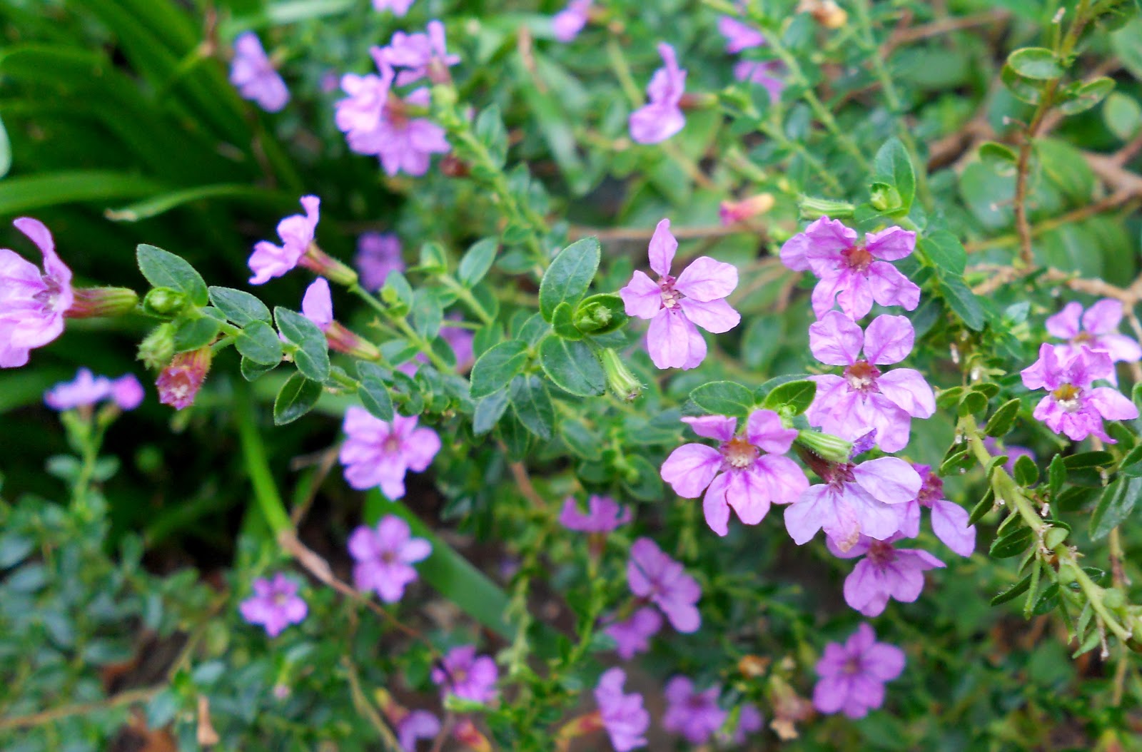 Hobi Belek Bunga Rumput... Koleksi 2 - Relaks Minda