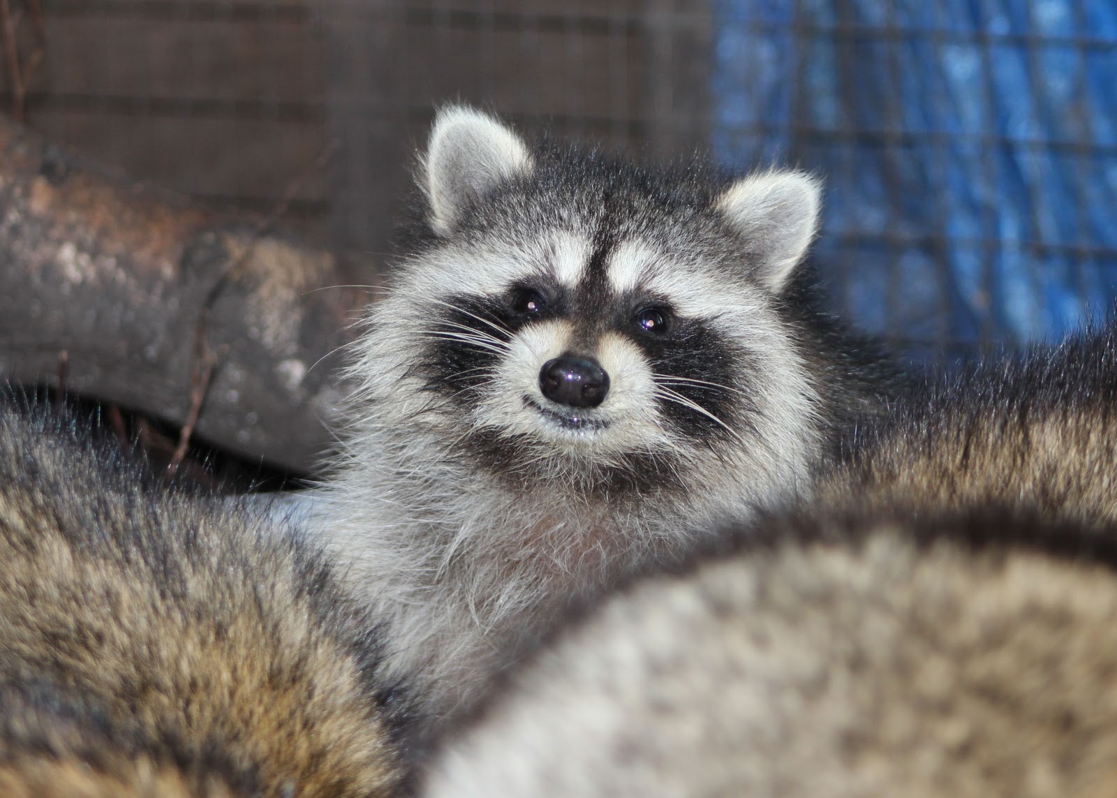 The Laughing Raccoon: The gang.