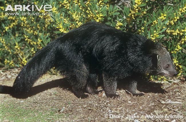 Mamíferos y marsupiales mammals of the earth: Binturong (Arctictis ...