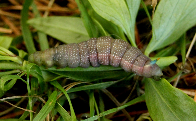 SCILLYSPIDER: Hummingbird Hawk-moth larva