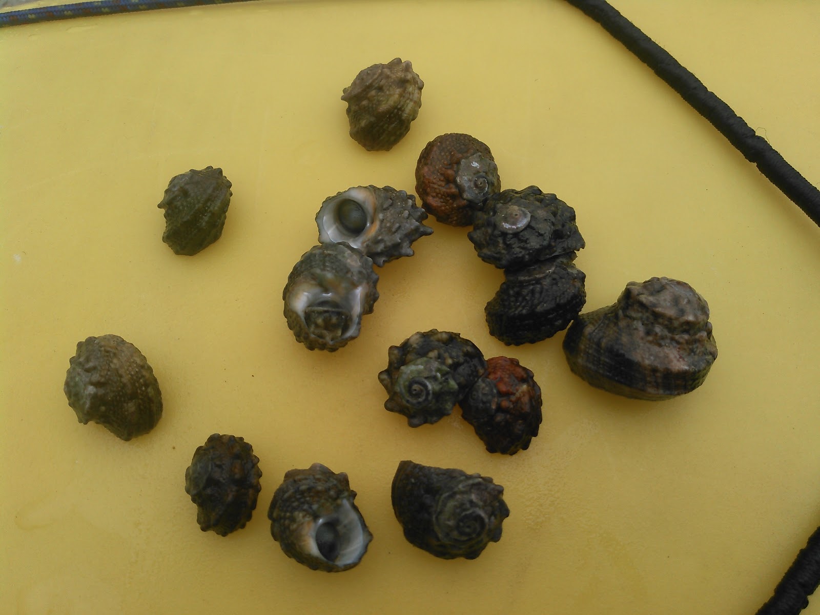 沖縄たべもの語り: 食用貝3 渦巻きのなぞ (Edible shellfish part 3)