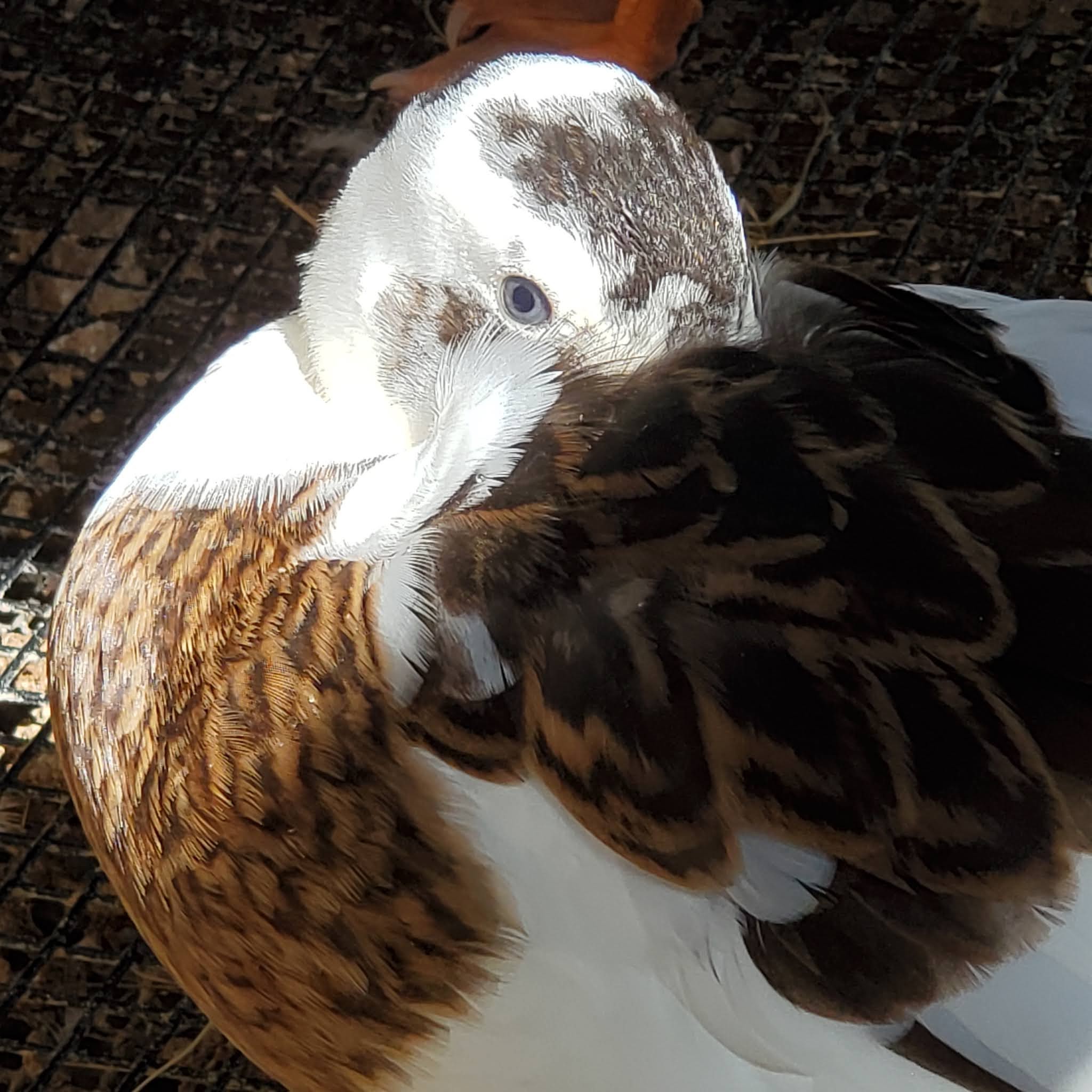 Blue Sky Country Farm: Penciled Call Duck