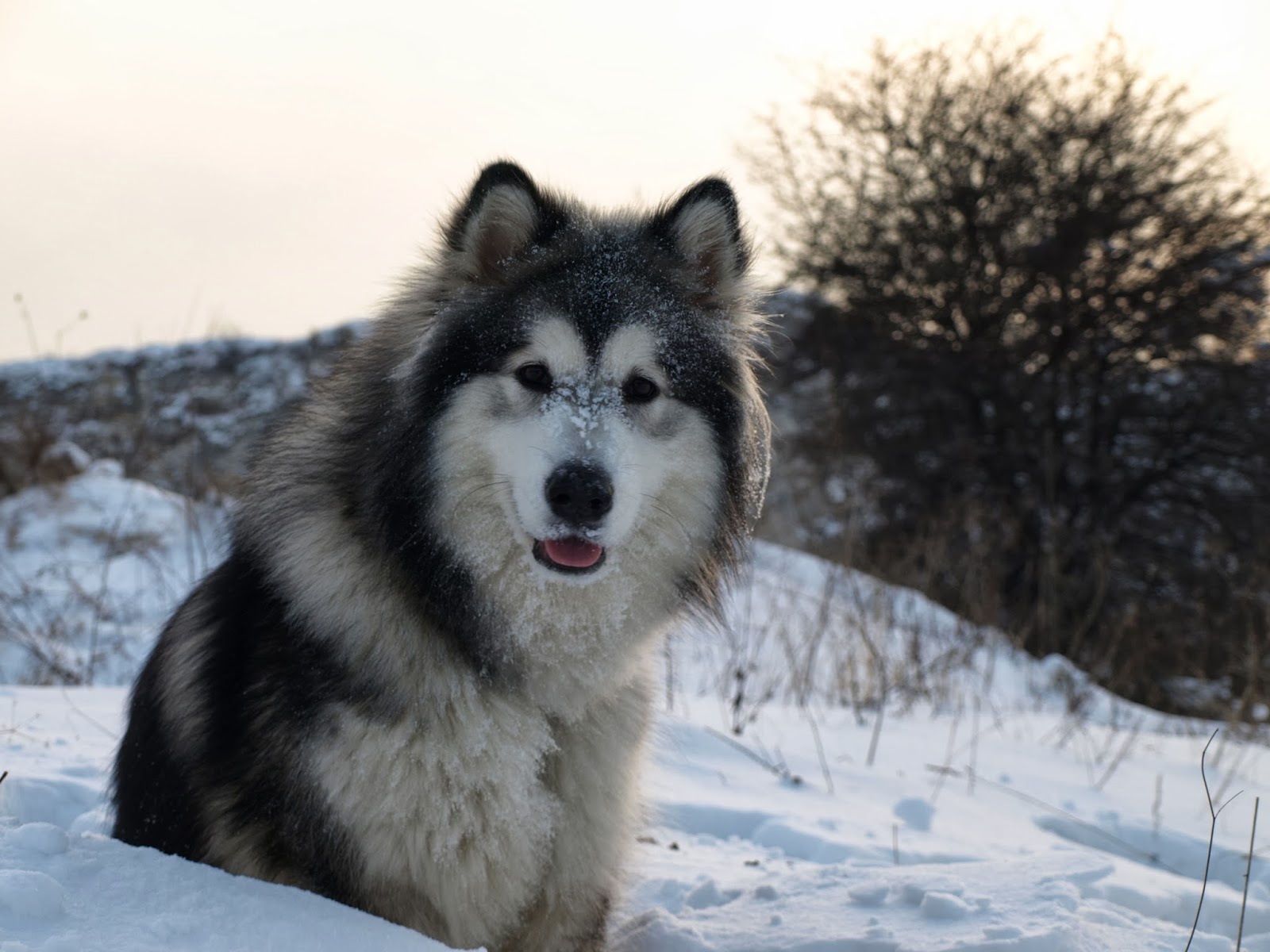 PERROS DE RAZA: MALAMUTE DE ALASKA