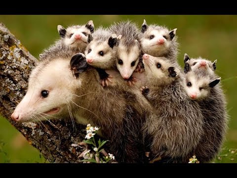 BIBOCA AMBIENTAL : GAMBÁ X CANGAMBÁ