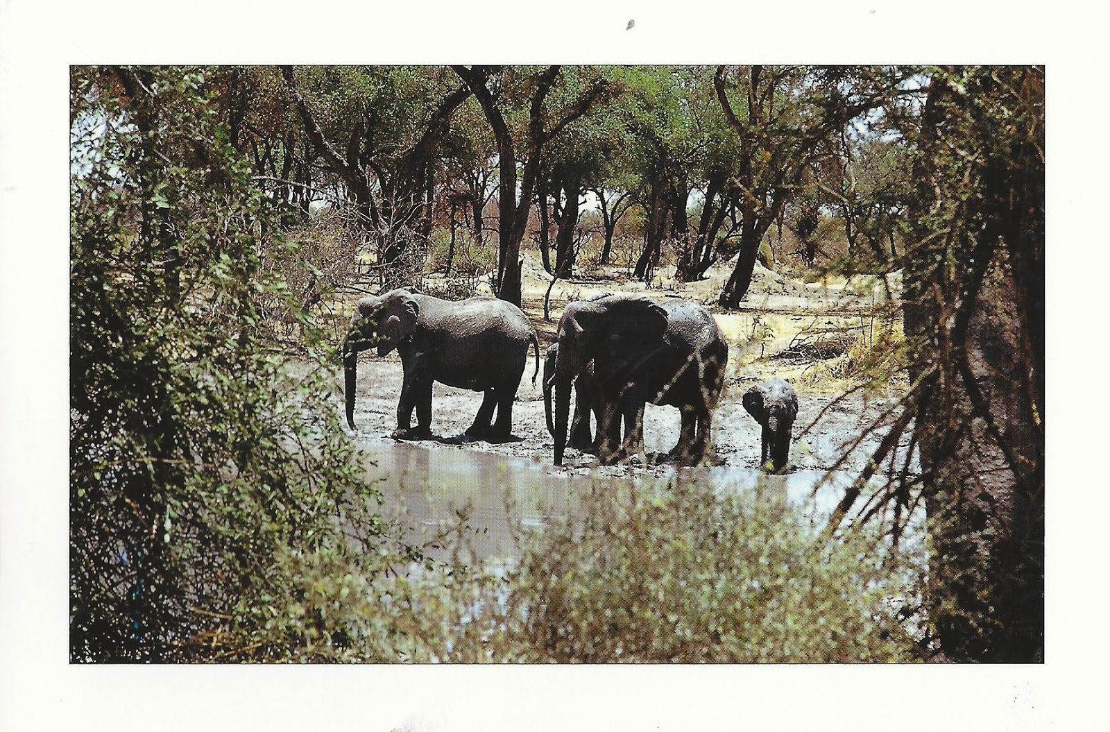 A Journey of Postcards: Niokolo-Koba National Park | Senegal