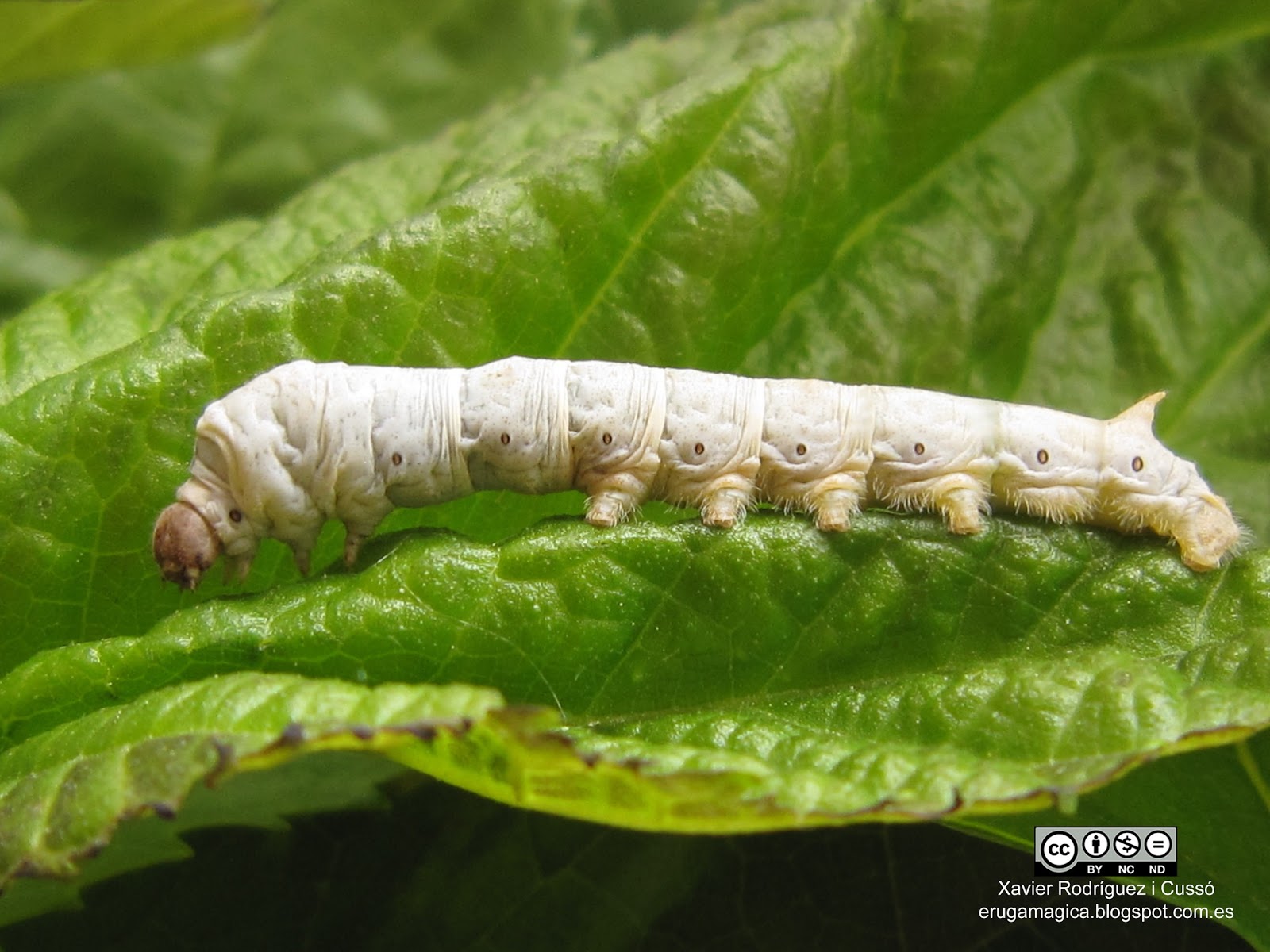 L'eruga màgica: Galeria d'imatges : Groga espanyola nº 1