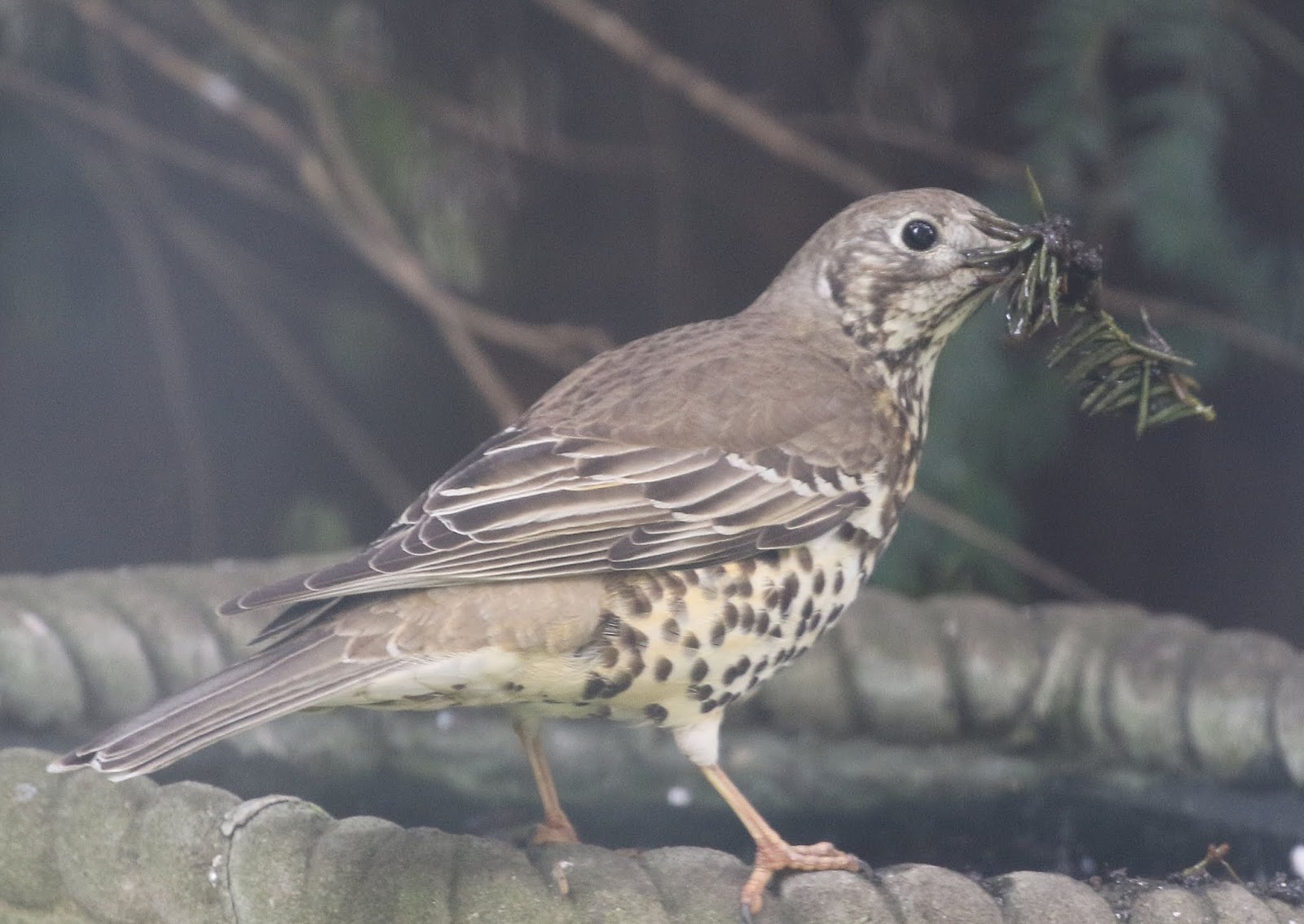 Birding with Flowers: Self Isolating, Species 3 - Mistle Thrush