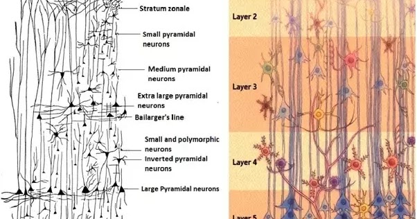 4th Annual Summit on Neurology and Psychiatry: How many layers of ...