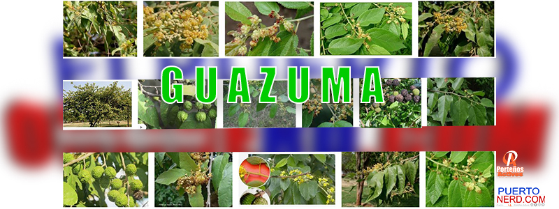 SABIAS QUE LA GUAZUMA ES MEDICINAL? - EL PUERTO RD TE INFORMA