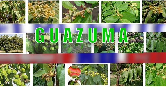 SABIAS QUE LA GUAZUMA ES MEDICINAL? - EL PUERTO RD TE INFORMA