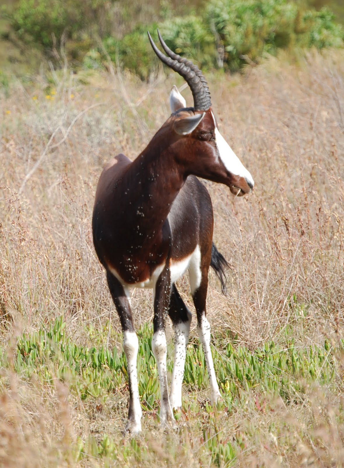 Footloose with Diana: Bontebok National Park