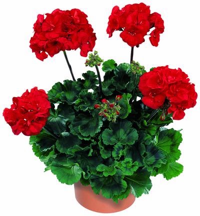 The IR-4 Project News and Information: Geraniums? Pelargoniums? What’s ...