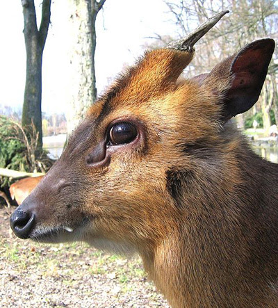 Synapsida: All the World's Deer: Muntjacs