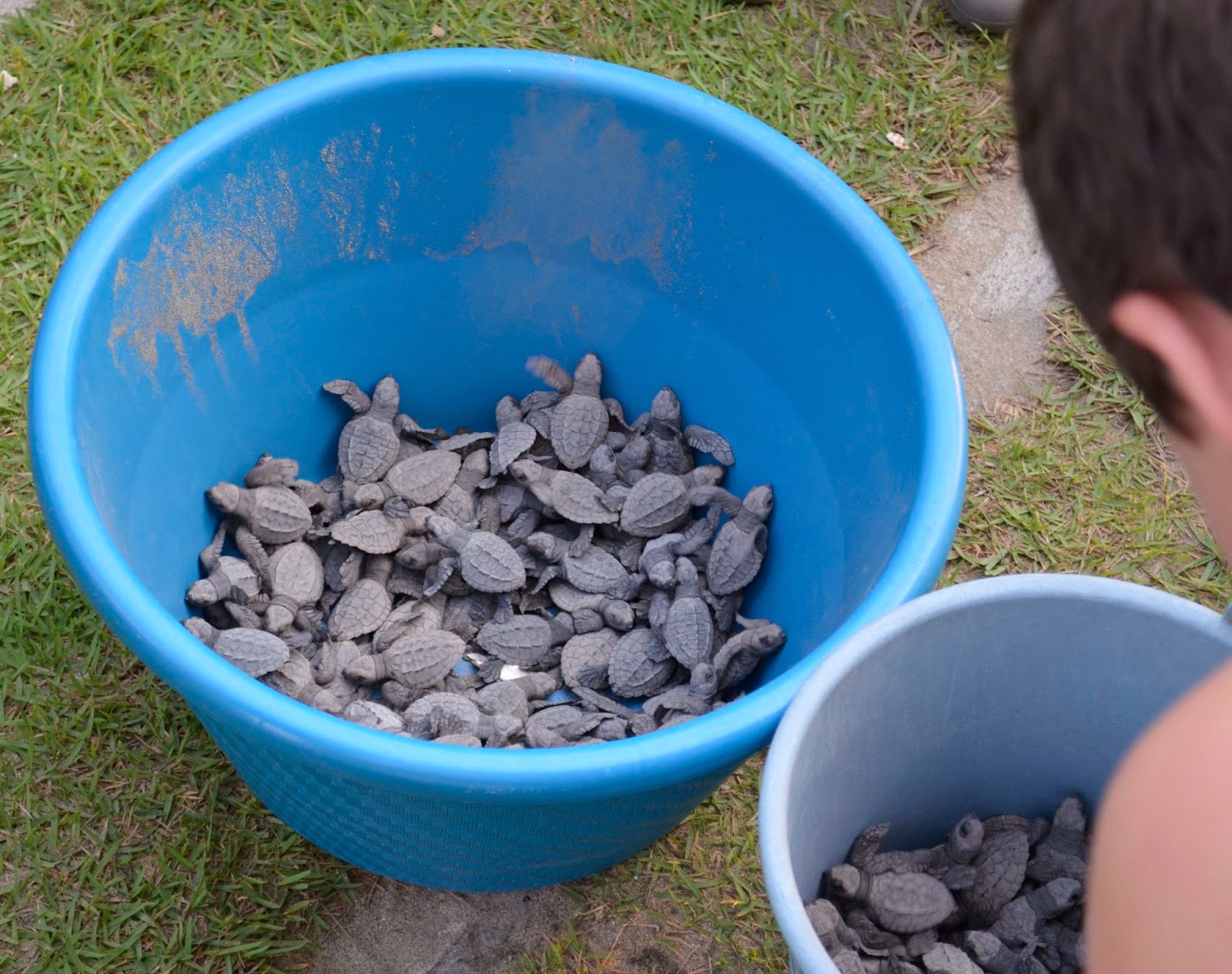 From the Shadow of the Tetons: Bucket list - release baby sea turtles ...