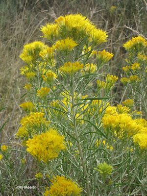 A Wandering Botanist: Plant Story--Rubber Rabbitbrush, Painting the ...
