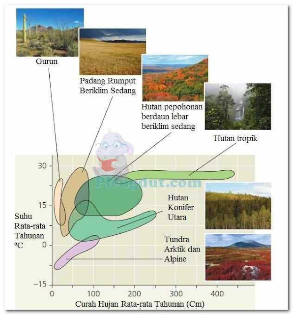 Struktur dan Distribusi Bioma Terestrial Dikendalikan Oleh Iklim dan ...