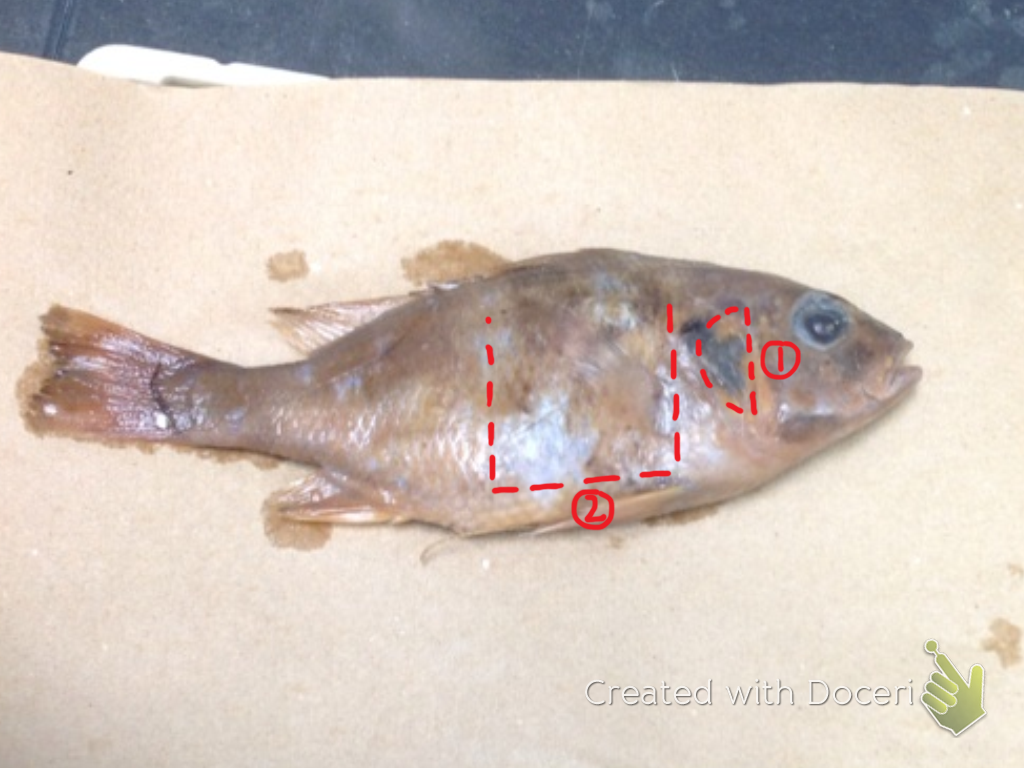 Bio Nerds: HOW TO: Dissect a Fish
