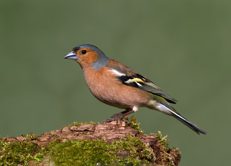 Russ Telfer Wildlife Photography: Garden Finches - 8 Mar 14