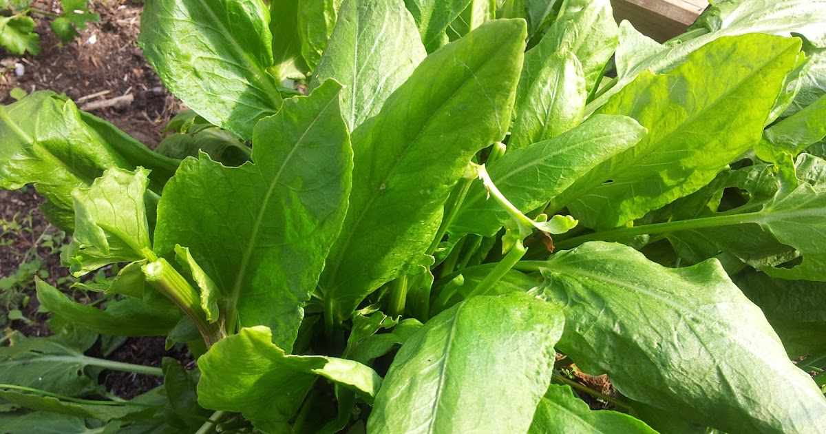 Rey de las Plantas: Rumex sanguineus - Rumex acetosa - Acedera