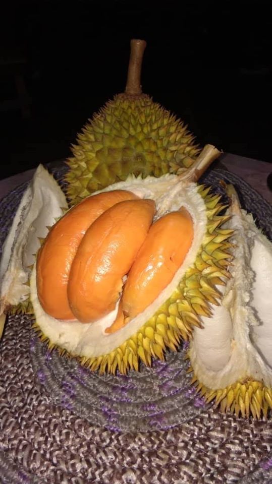 Berita TV Malaysia: Durian bunga merah