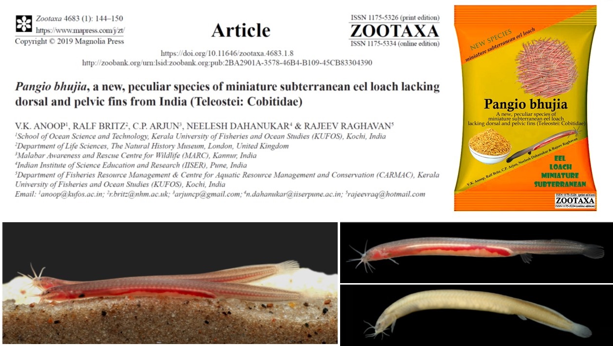 Species New to Science: [Ichthyology • 2019] Pangio bhujia • A New ...