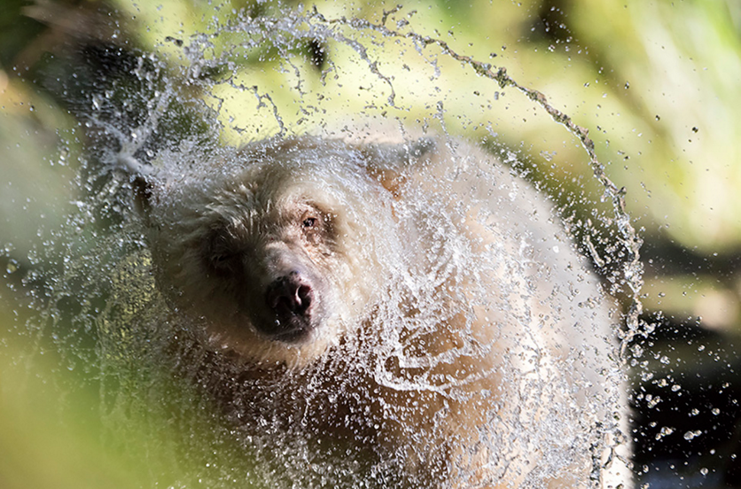 Tapas de Ciencia: El oso espíritu, fotografiado por Daisy Gilardini