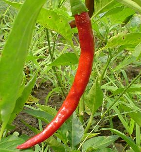 WRA DRASIS: 2013-02-03