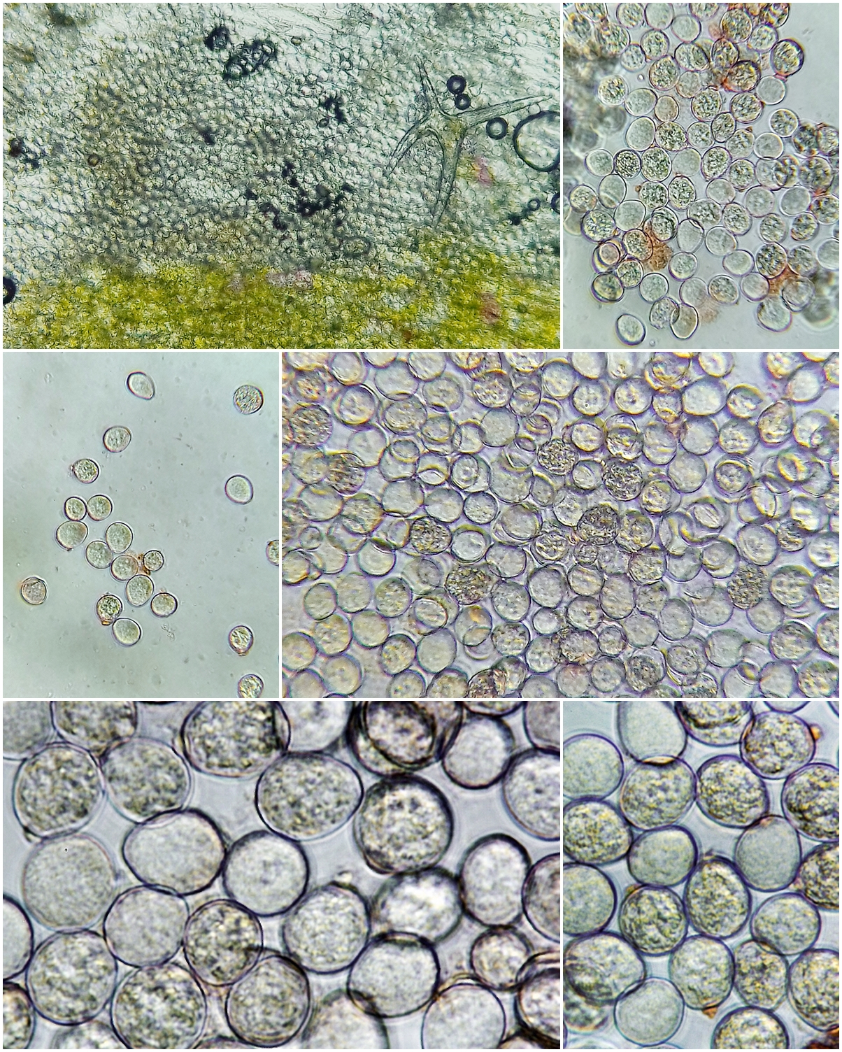 Setas y Hongos de Tineo : ALBUGO CANDIDA (Pers.) Roussel
