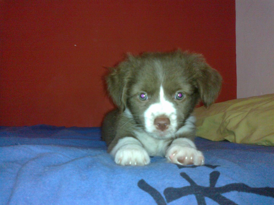 Saiba o que Quer saber: TOP 10 Dos bichos mais feios e bizarros que ...