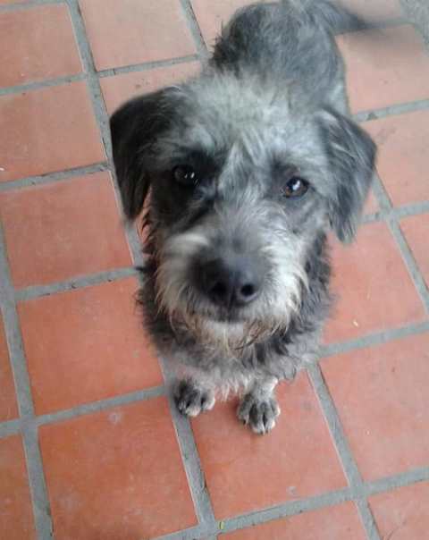 Adoptándonos: Roque, adorable cachorro barbincho en adopción muy ...