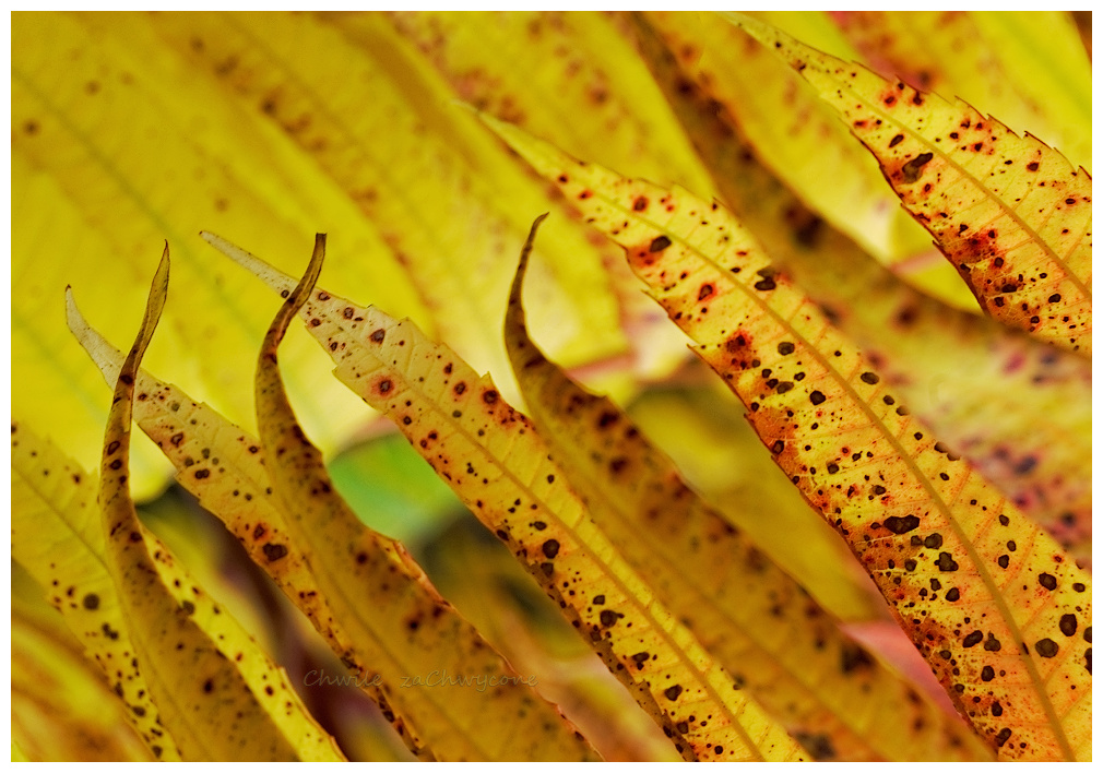 Chwile zaChwycone: Jesienne sumaki