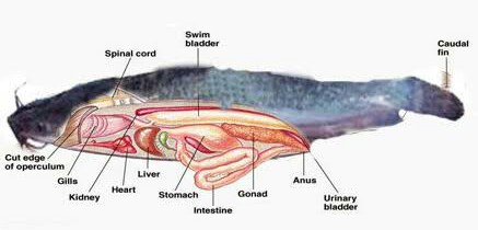 [Lengkap] Penjelasan Klasifikasi dan Morfologi Ikan Lele JejakSemut