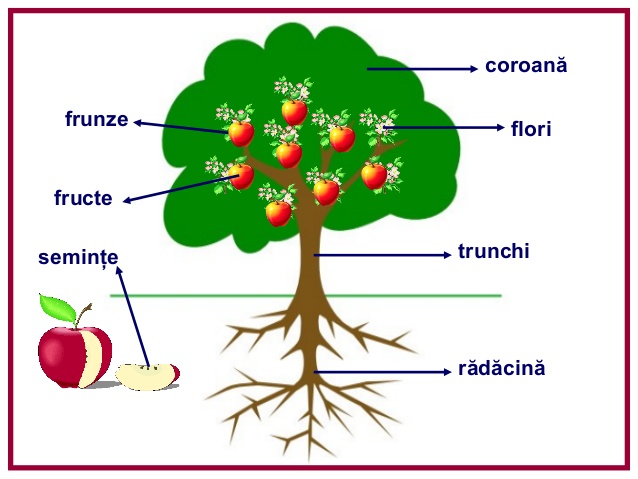 CLASA NOASTRĂ: Părţile unei plante