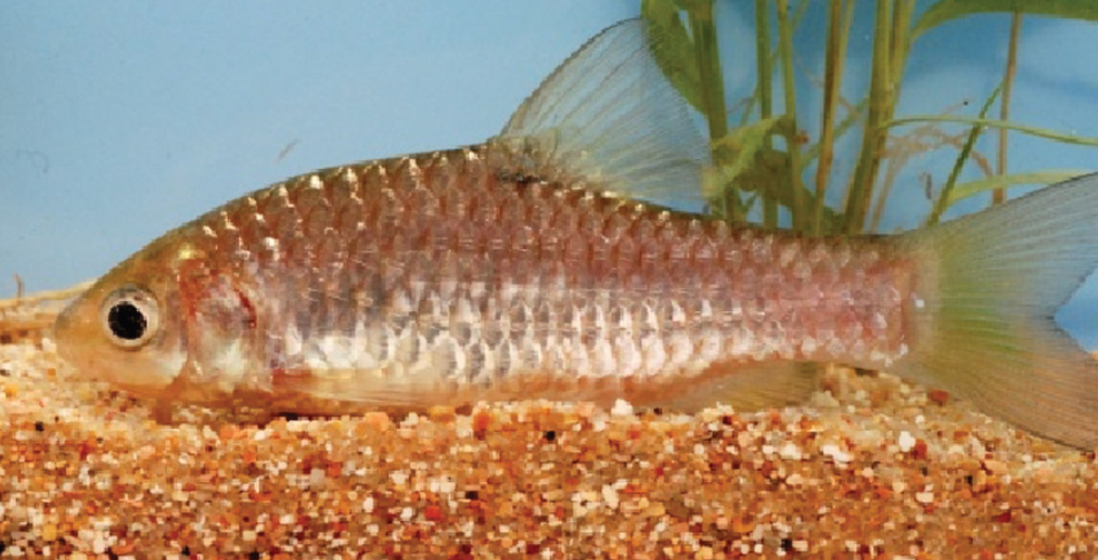 Jenis Ikan di Indonesia yang Dilindungi