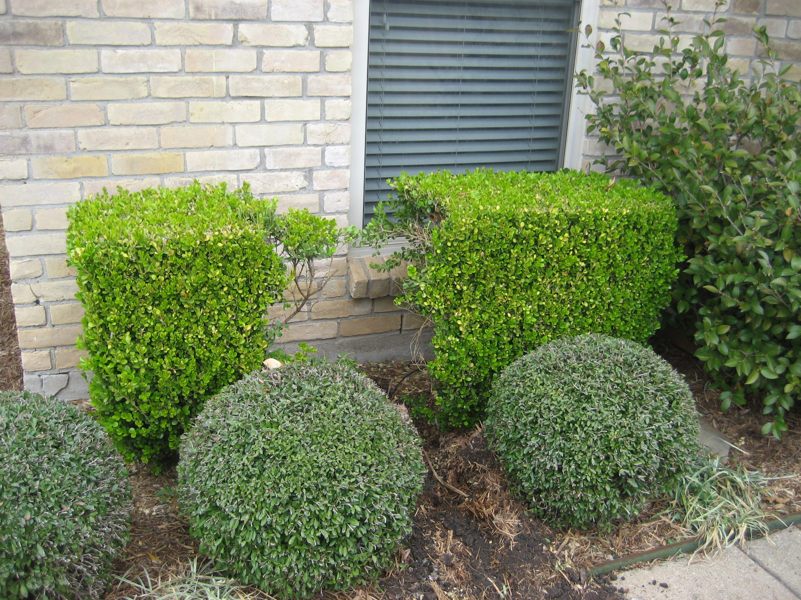 Southern Fried Living: Updating the Landscape: Removing Old Shrubs