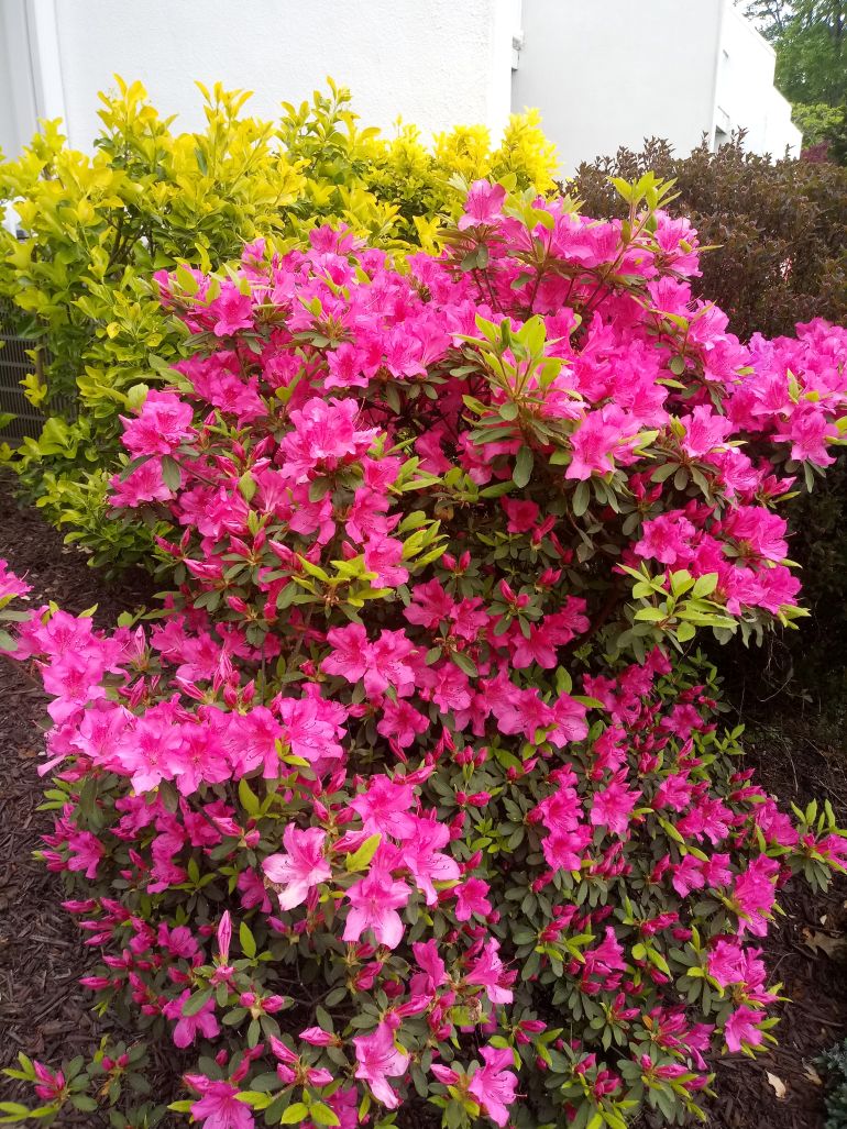 Future Plants by Randy Stewart: Encore Hybrid Azaleas