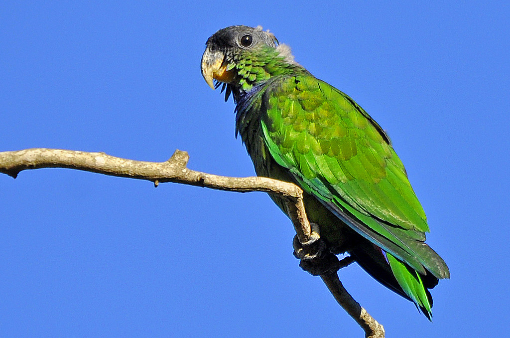 Maitaca ou Maritaca (Pionus maximiliani)