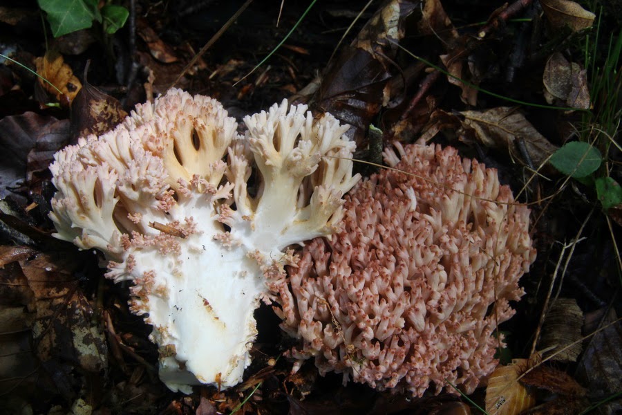 Guía de Setas y Hongos de Navarra.: Ramaria botrytis (Fr)Rick