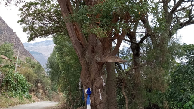 ANPP Animales y Plantas de Perú: CALCA - CUZCO: 5 árboles emblemáticos ...