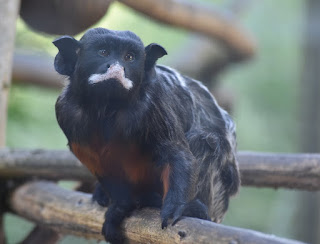 ZOOTOGRAFIANDO (6.100 ANIMALS): TAMARINO LABIADO / WHITE-LIPPED TAMARIN ...